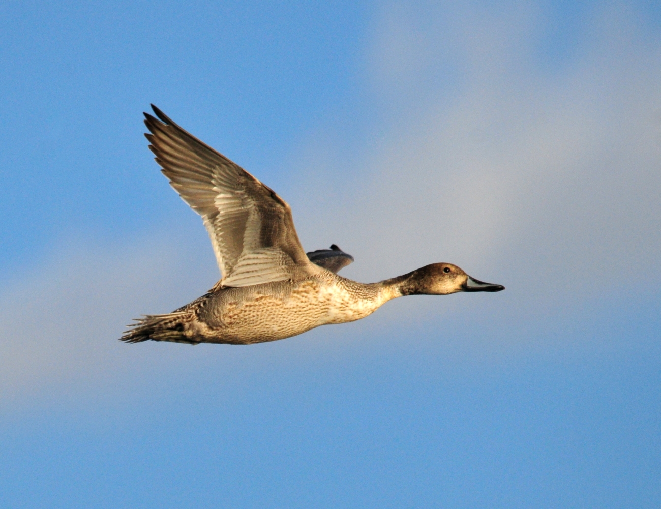 Three Pintails in Your Bag? Decoding the 2025 Pintail Limit Change ...